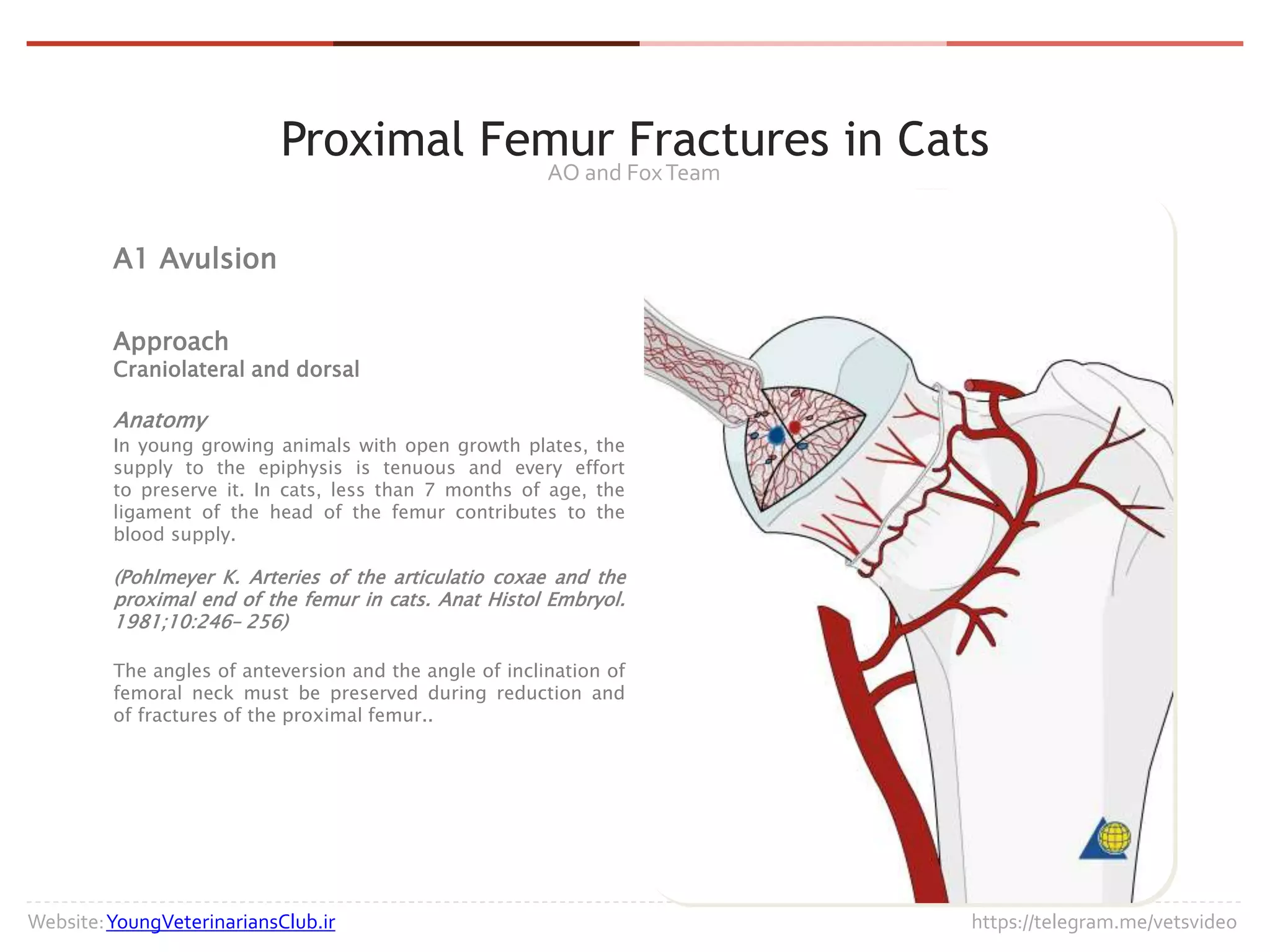 Proximal Femur Fracture in Cats Part A - Mostafa Qalavand | PPTX