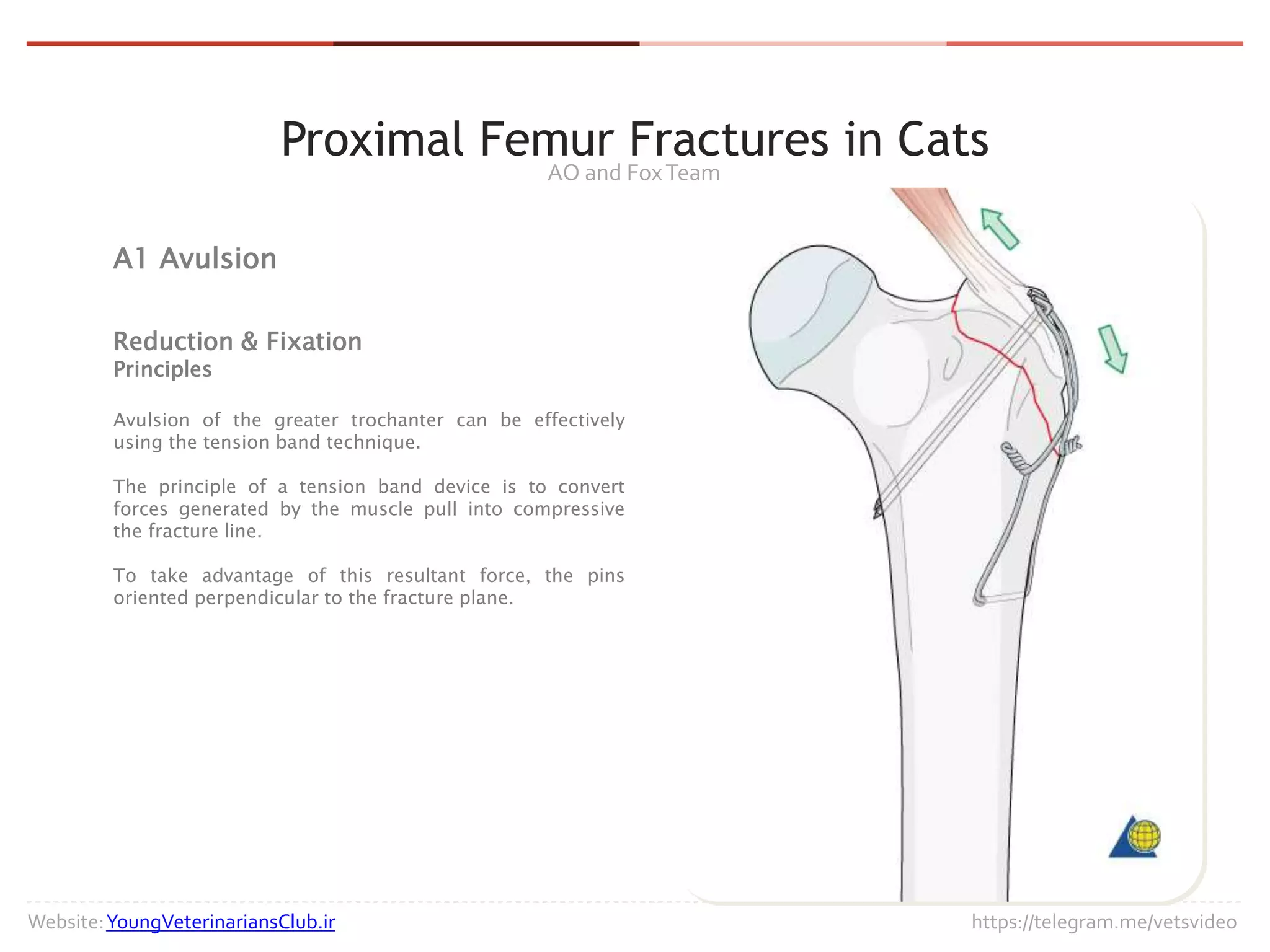 Proximal Femur Fracture in Cats Part A - Mostafa Qalavand | PPTX