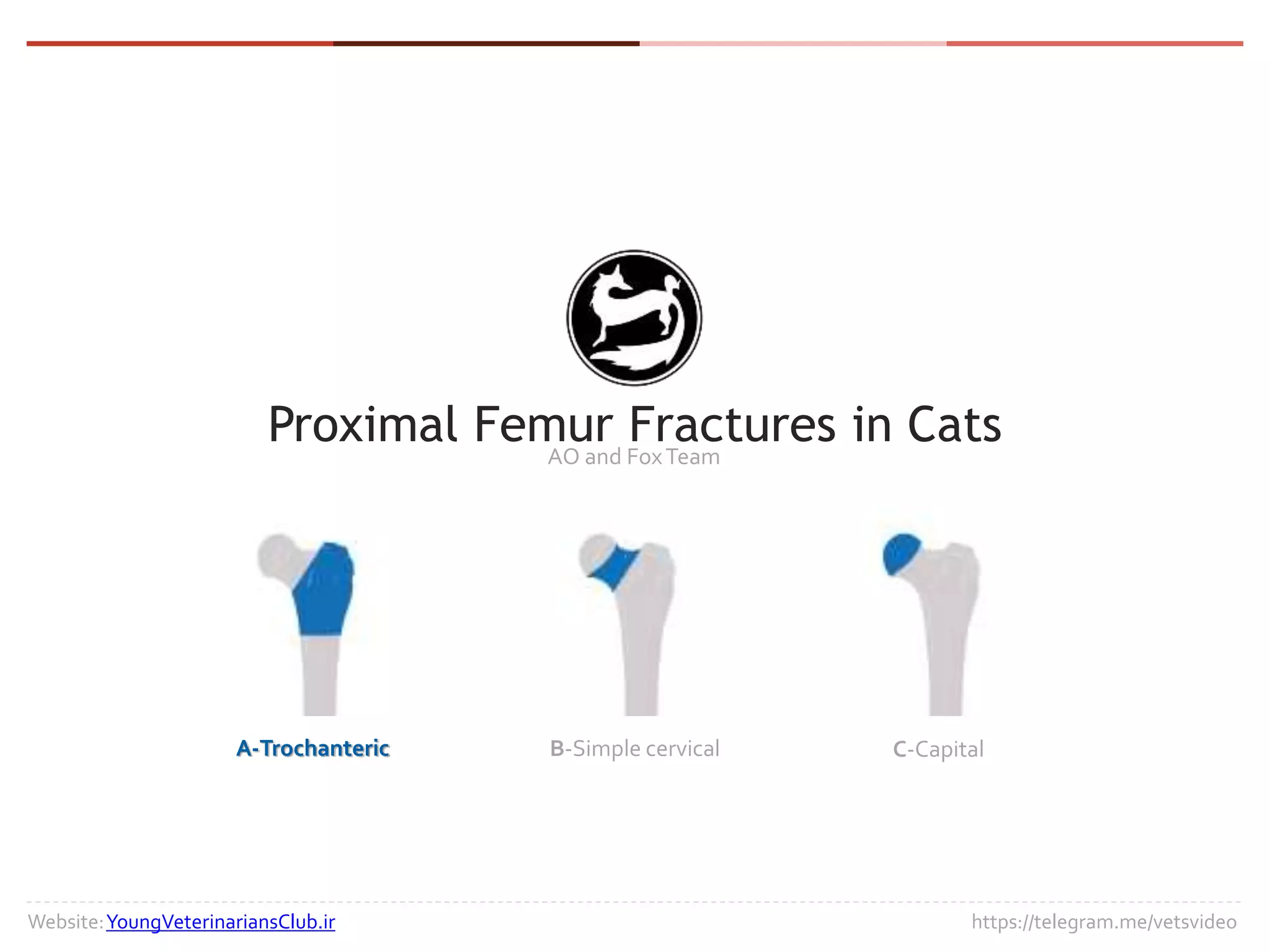 Proximal Femur Fracture in Cats Part A - Mostafa Qalavand | PPTX