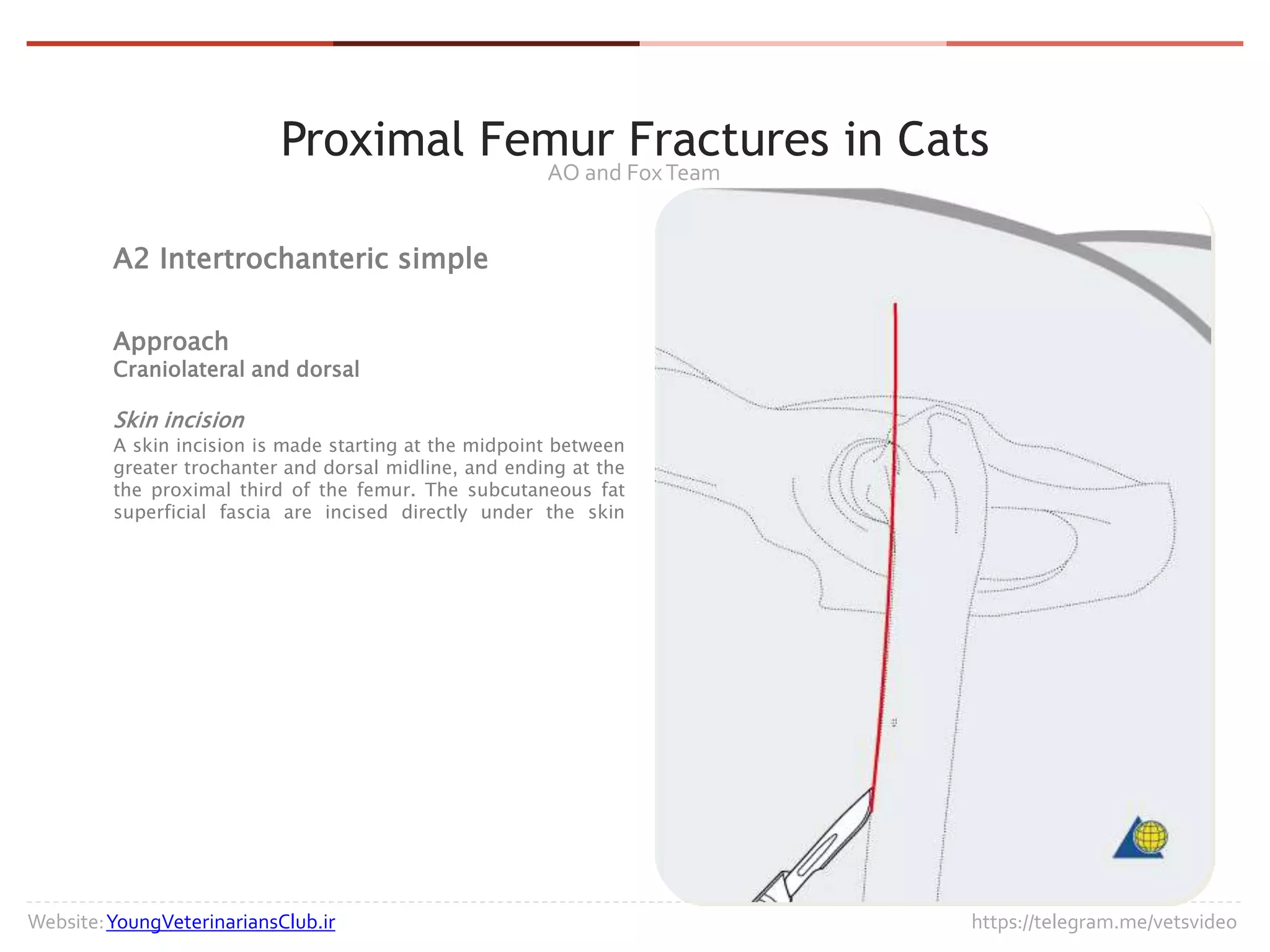 Proximal Femur Fracture in Cats Part A - Mostafa Qalavand | PPTX
