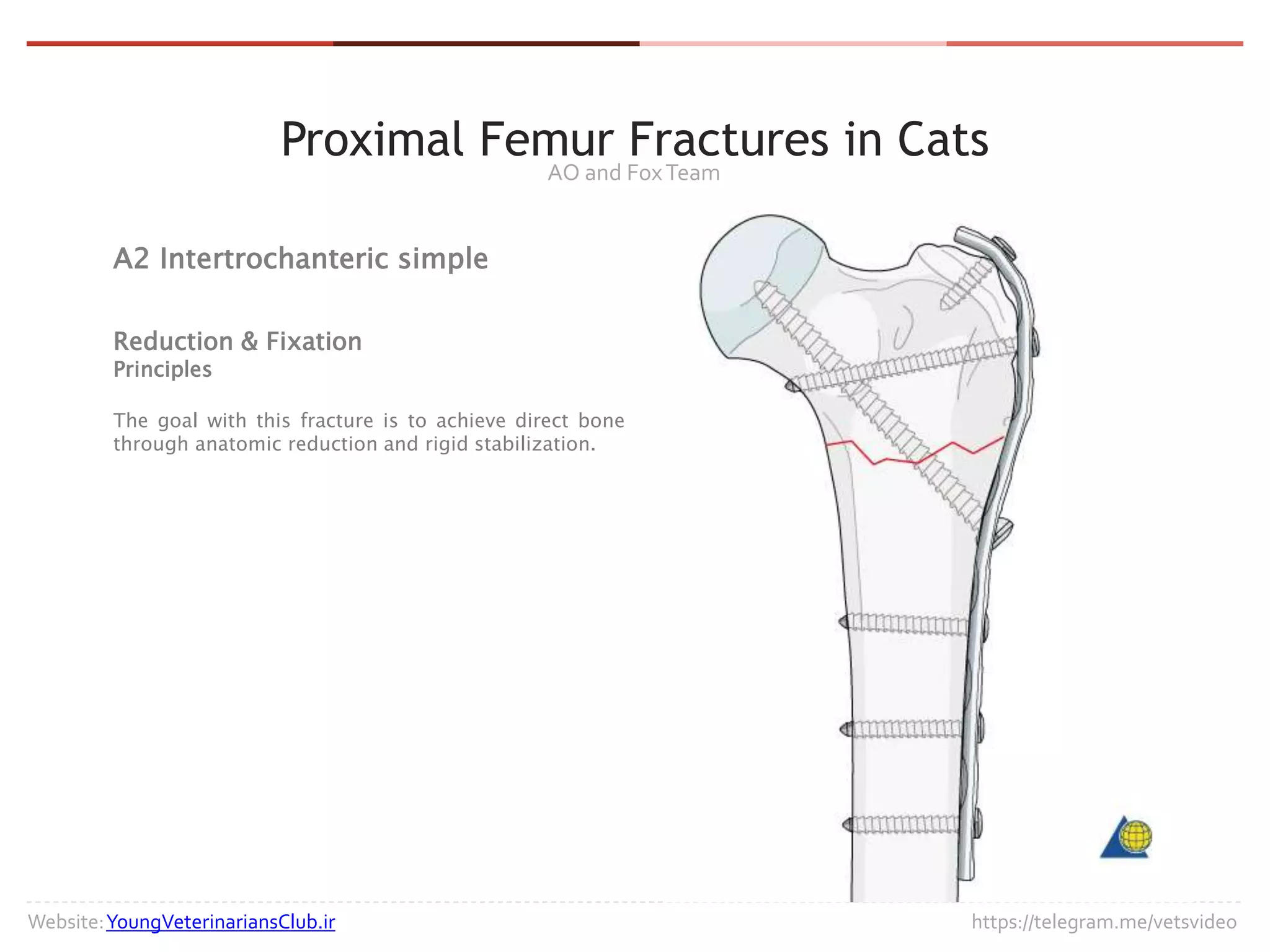 Proximal Femur Fracture in Cats Part A - Mostafa Qalavand | PPT