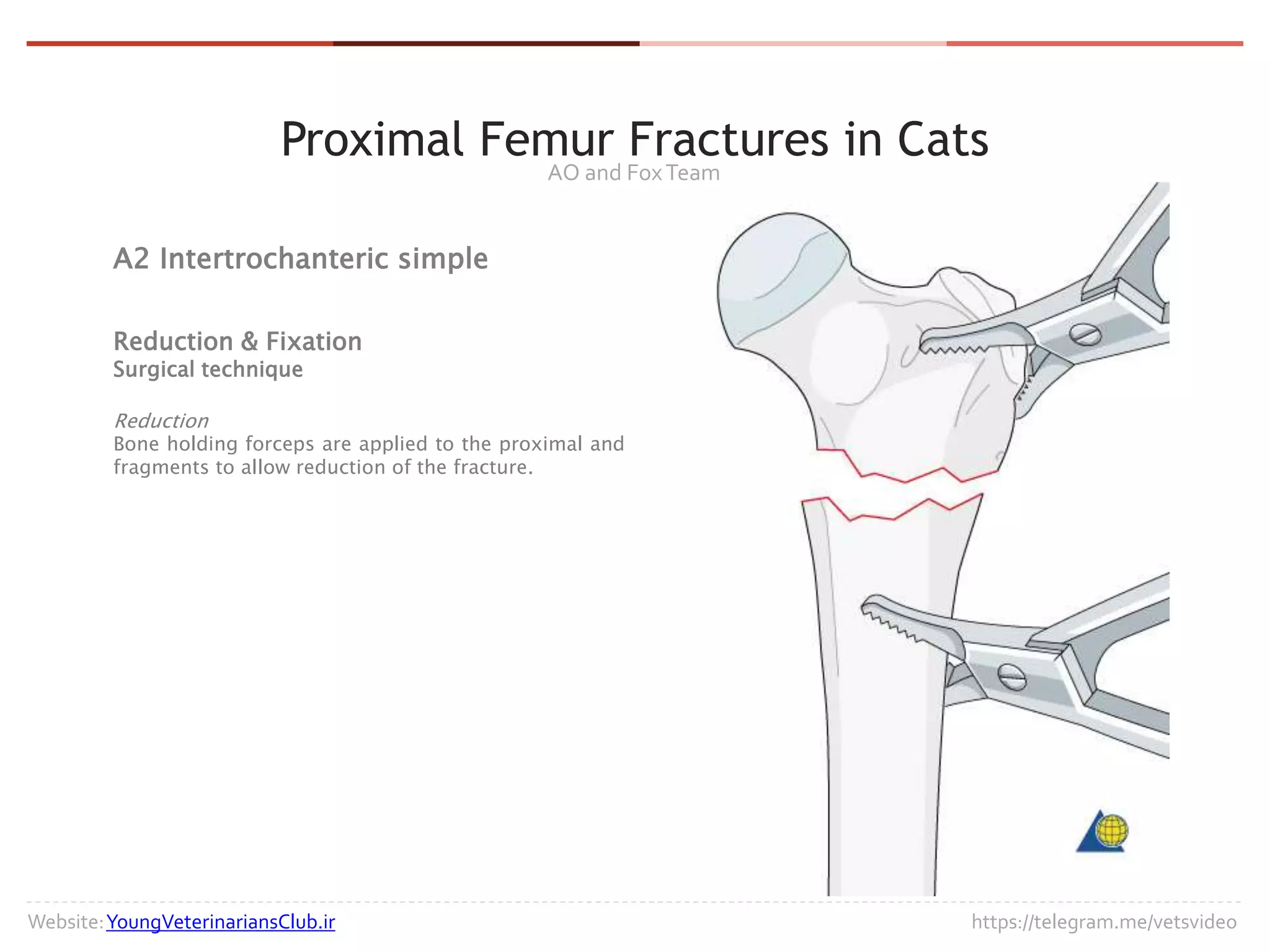 Proximal Femur Fracture in Cats Part A - Mostafa Qalavand | PPTX