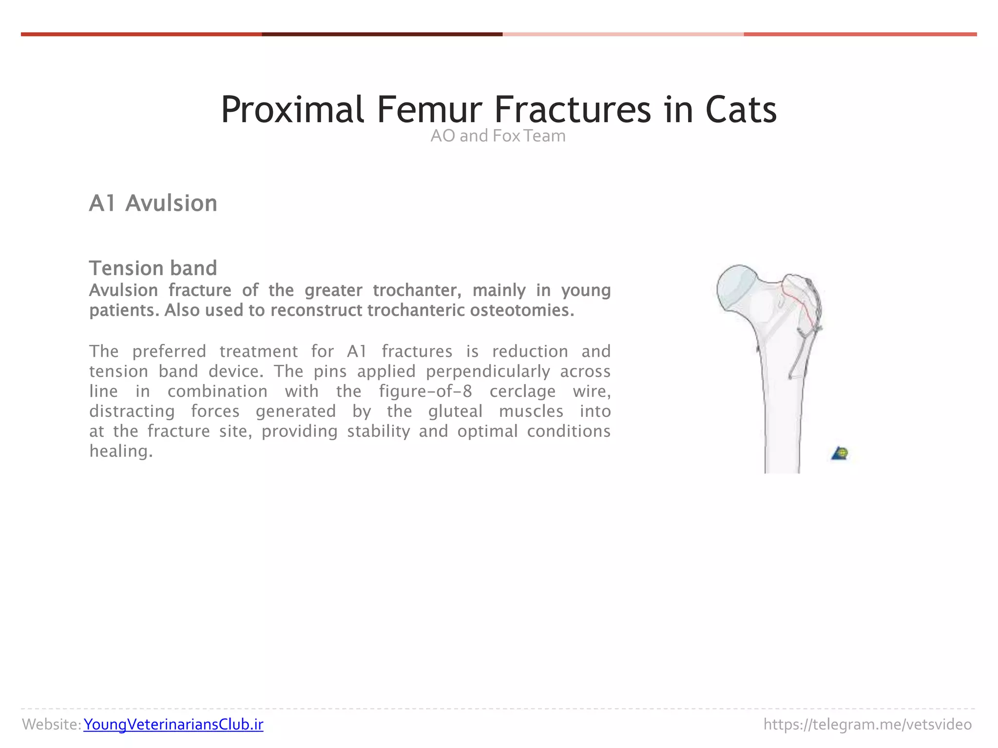 Proximal Femur Fracture in Cats Part A - Mostafa Qalavand | PPT