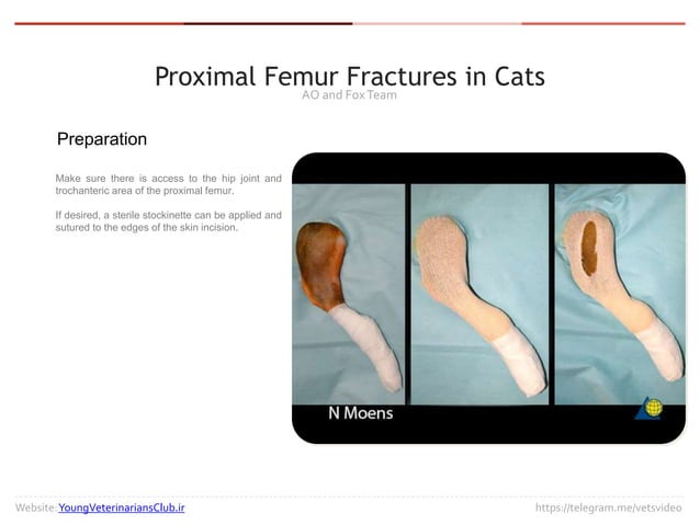 Proximal Femur Fracture in Cats Part A - Mostafa Qalavand | PPT