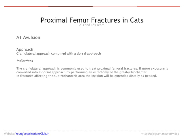 Proximal Femur Fracture in Cats Part A - Mostafa Qalavand | PPT