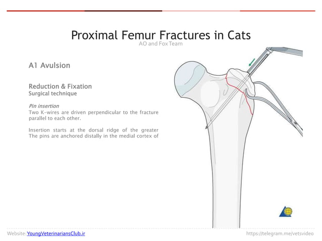Proximal Femur Fracture in Cats Part A - Mostafa Qalavand | PPT