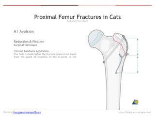 Proximal Femur Fracture in Cats Part A - Mostafa Qalavand | PPTX