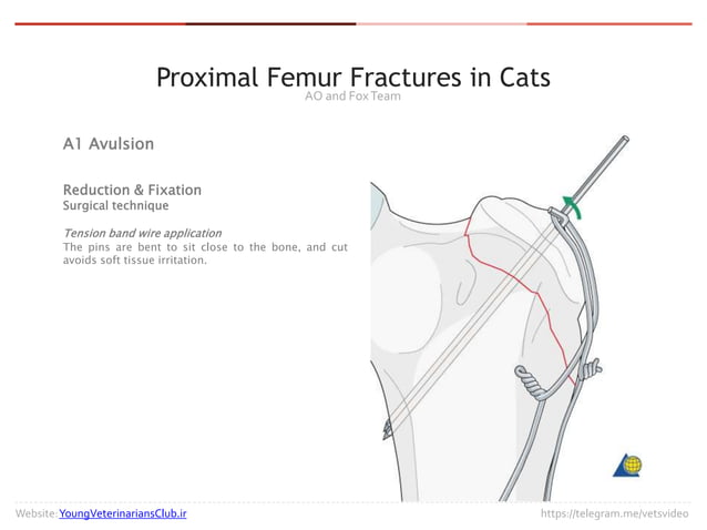 Proximal Femur Fracture in Cats Part A - Mostafa Qalavand | PPT