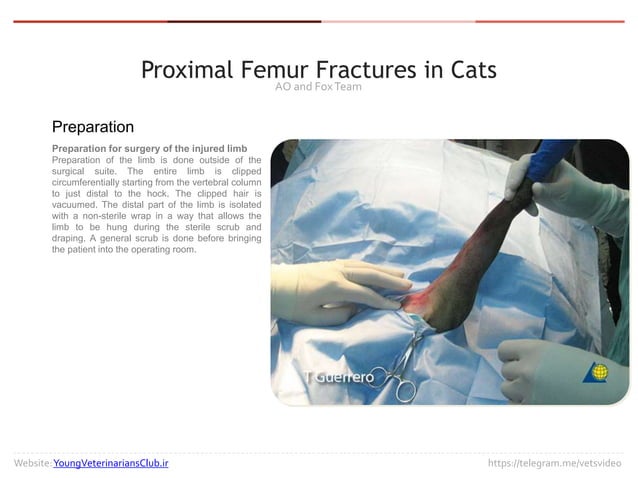 Proximal Femur Fracture in Cats Part A - Mostafa Qalavand | PPT
