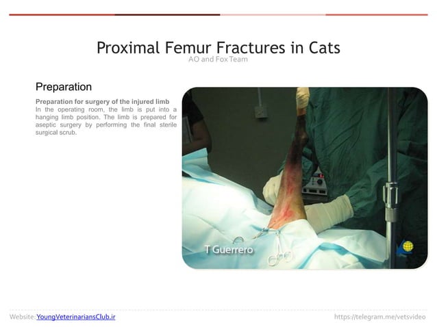 Proximal Femur Fracture in Cats Part A - Mostafa Qalavand | PPT