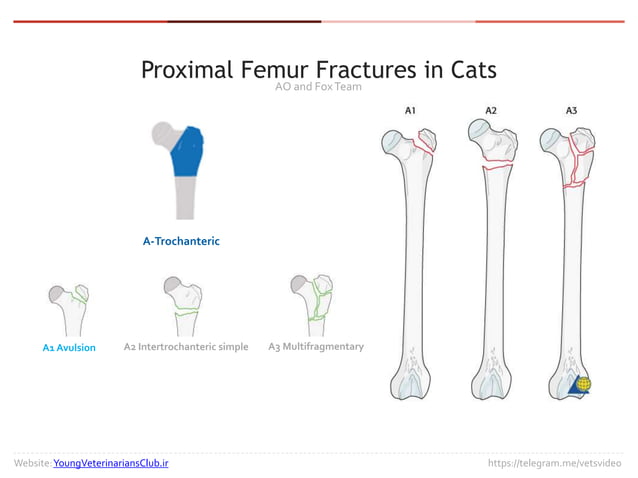 Proximal Femur Fracture in Cats Part A - Mostafa Qalavand | PPT