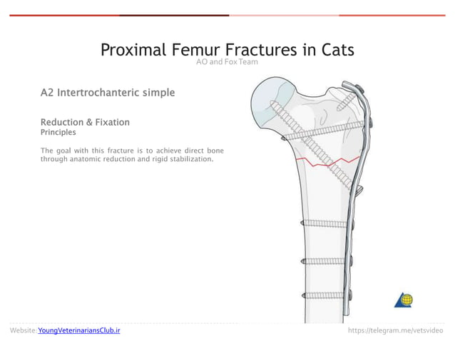 Proximal Femur Fracture in Cats Part A - Mostafa Qalavand | PPT