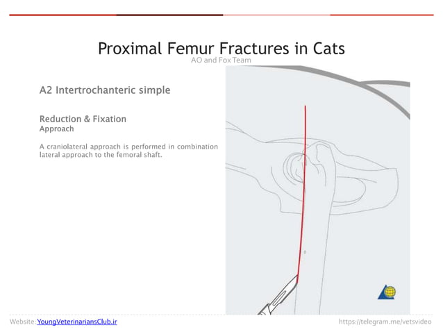 Proximal Femur Fracture in Cats Part A - Mostafa Qalavand | PPT