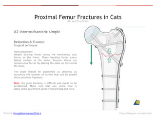 Proximal Femur Fracture in Cats Part A - Mostafa Qalavand | PPTX