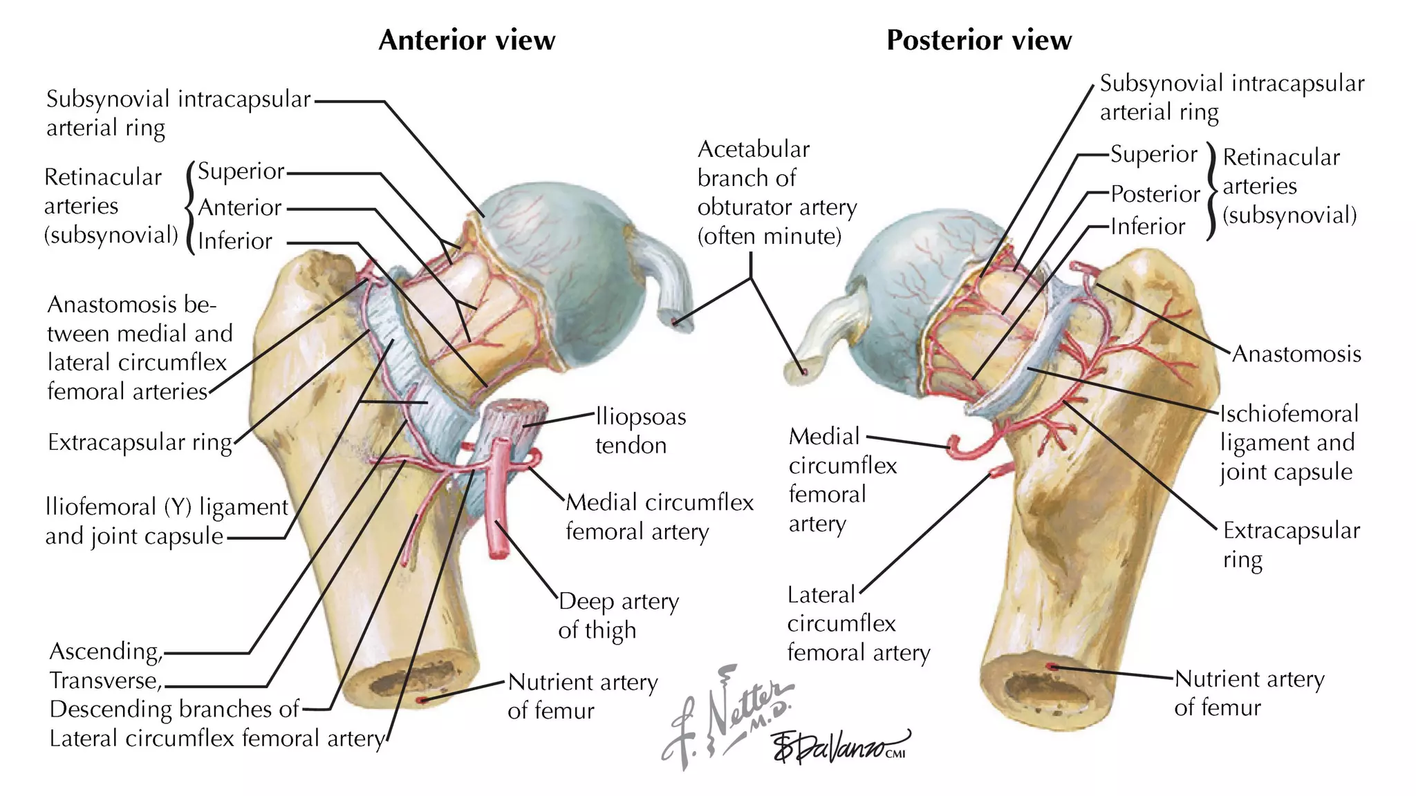 Proximal femur orthopaedic anatomy | PDF