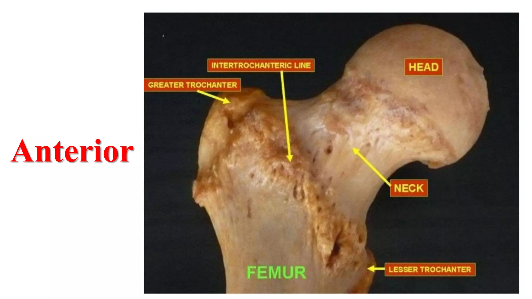 Proximal femur orthopaedic anatomy | PDF