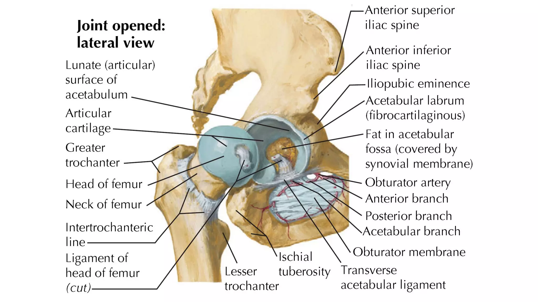 Proximal femur orthopaedic anatomy | PDF