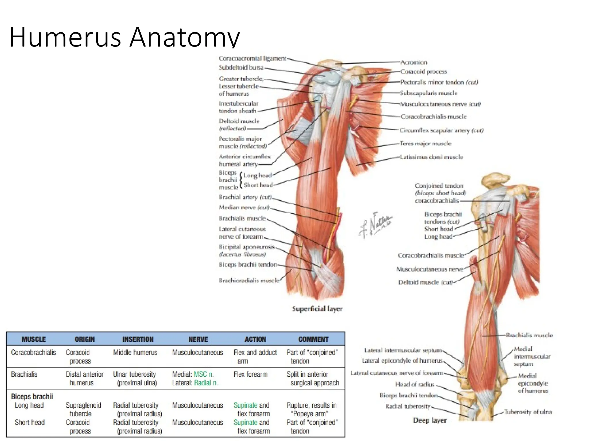 Proximal humerus fracture approach and dangerpptx | PPT