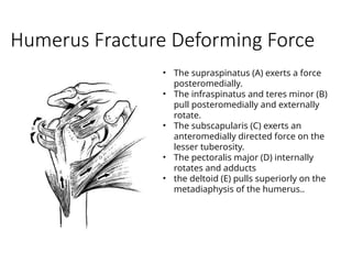 Proximal humerus fracture approach and dangerpptx | PPTX