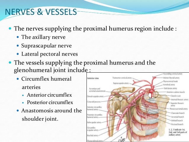 Humerus Anatomy Nerves Humeral Diaphyseal Fractures | Musculoskeletal