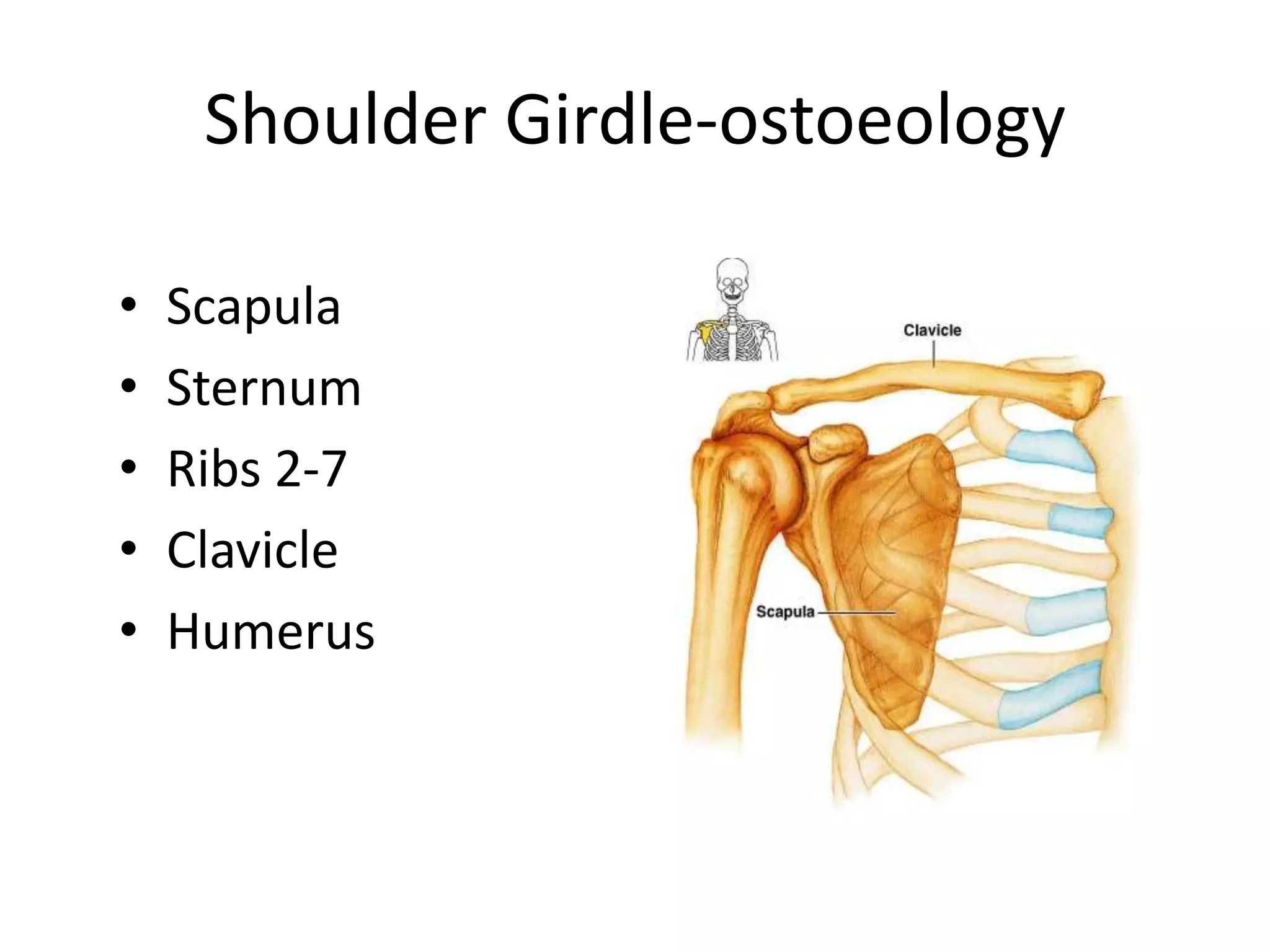 Proximal limb girdle syndromes approach | PPTX
