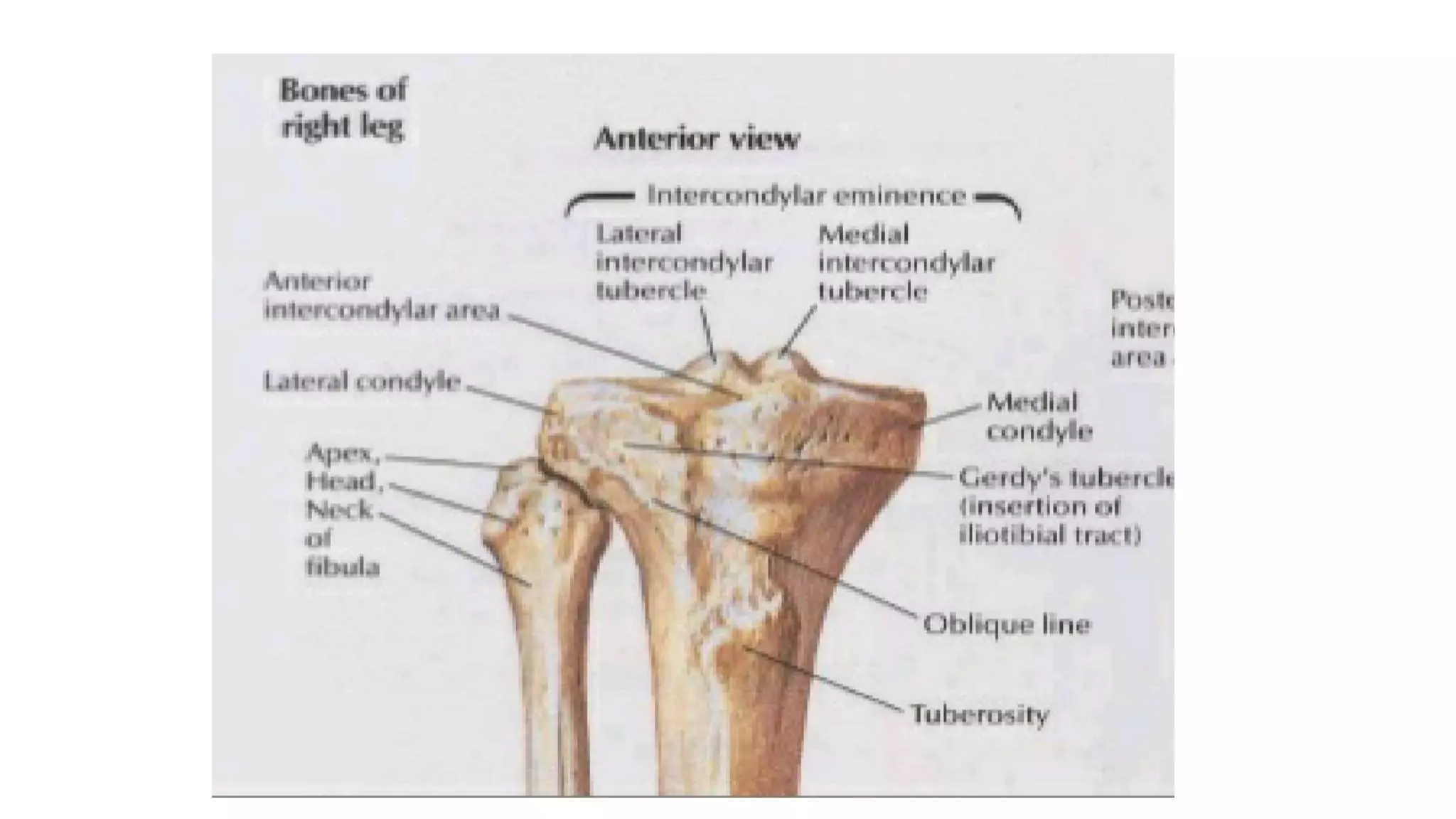 Proximal tibia fractures(Plateau, spine ,Tubercle and Epiphyseal ) | PPT