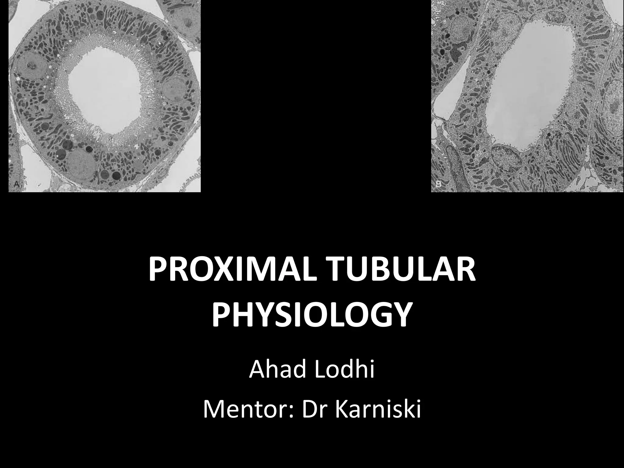 Proximal renal tubule physiology | PPTX