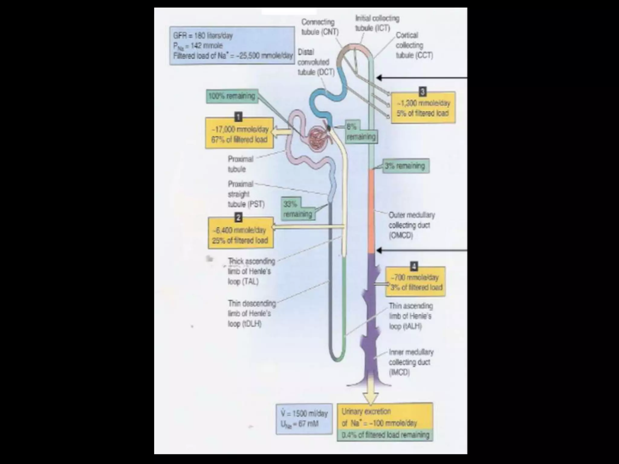 Proximal renal tubule physiology | PPTX