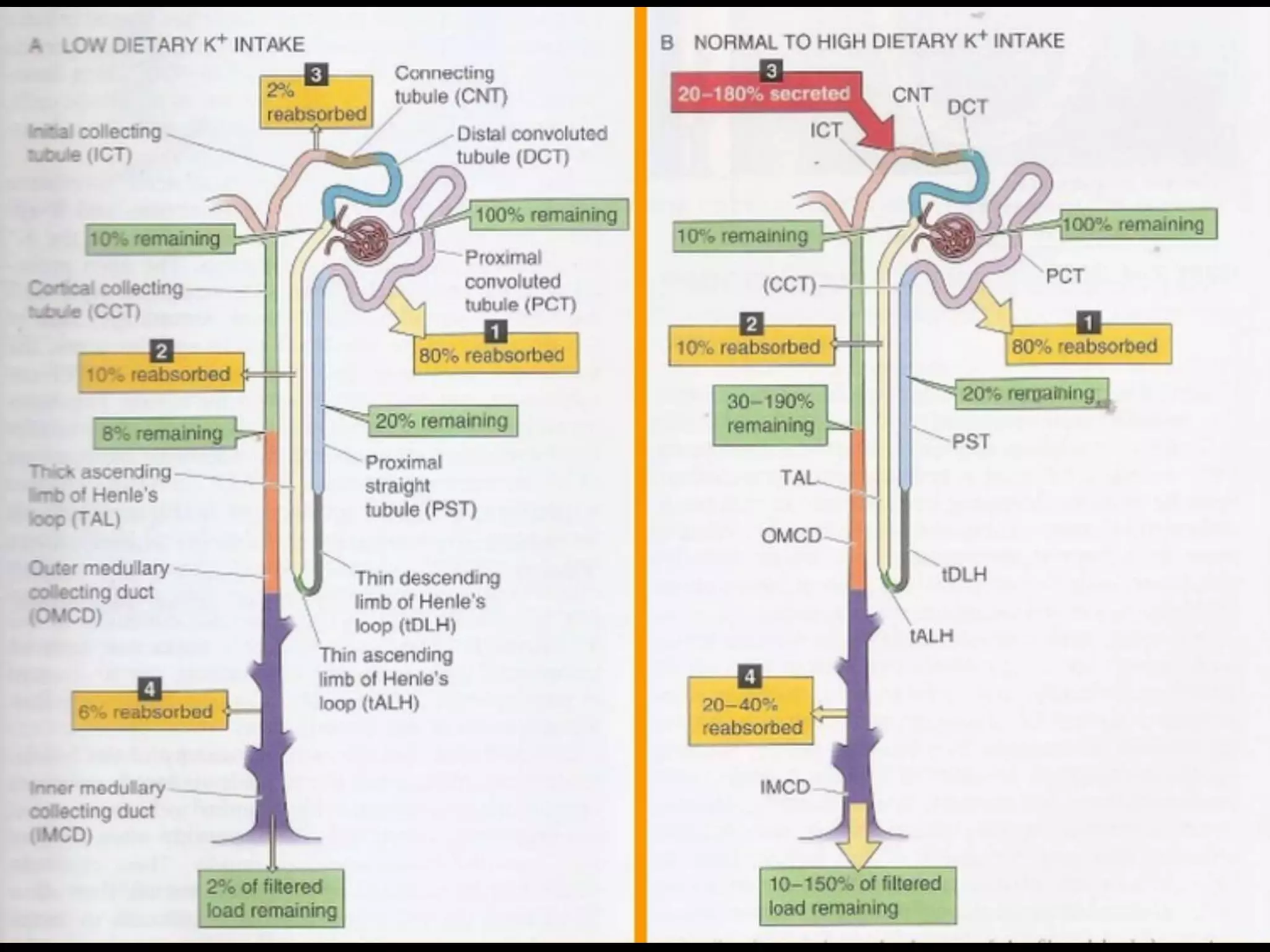 Proximal renal tubule physiology | PPTX