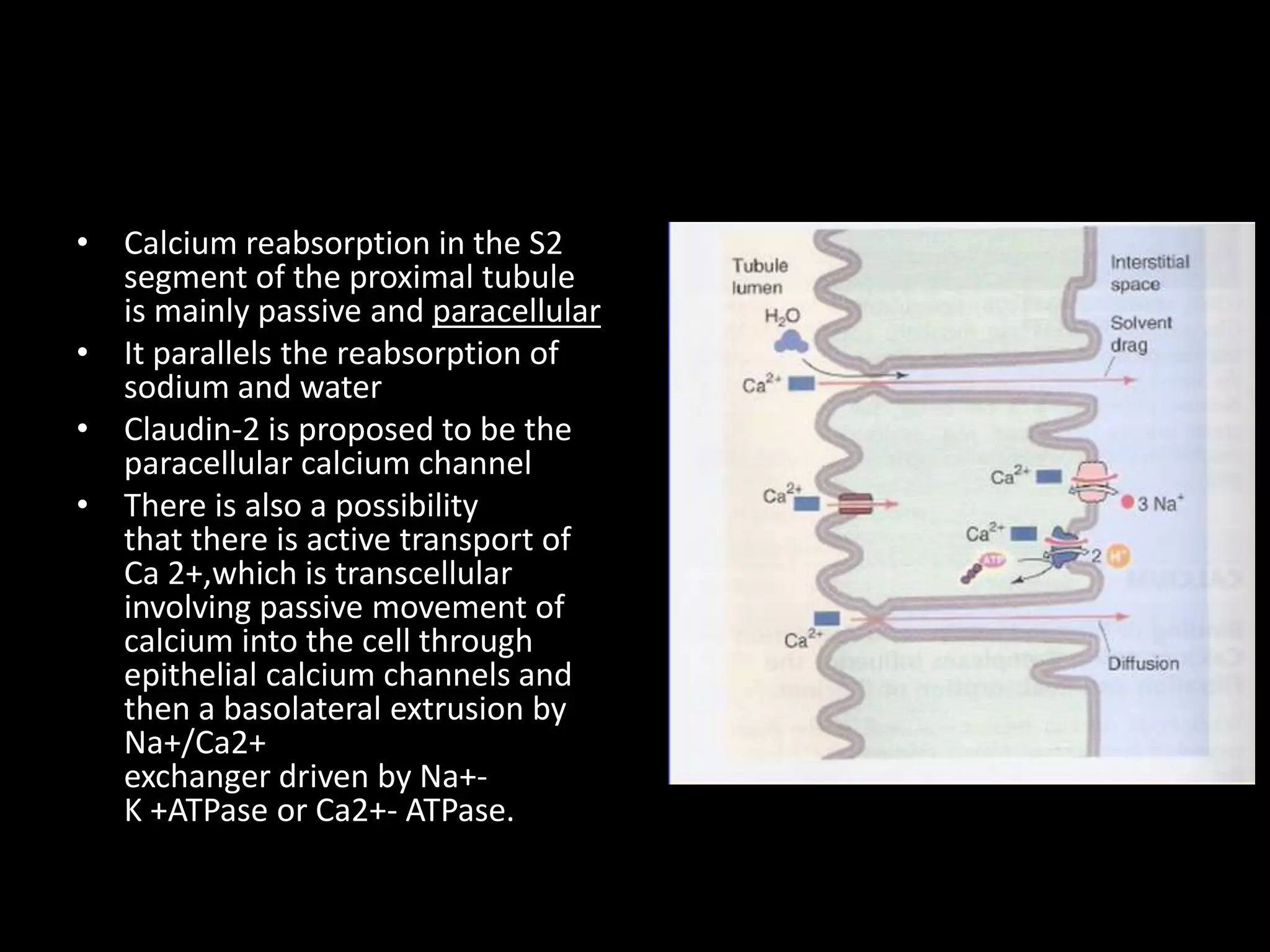 Proximal renal tubule physiology | PPTX