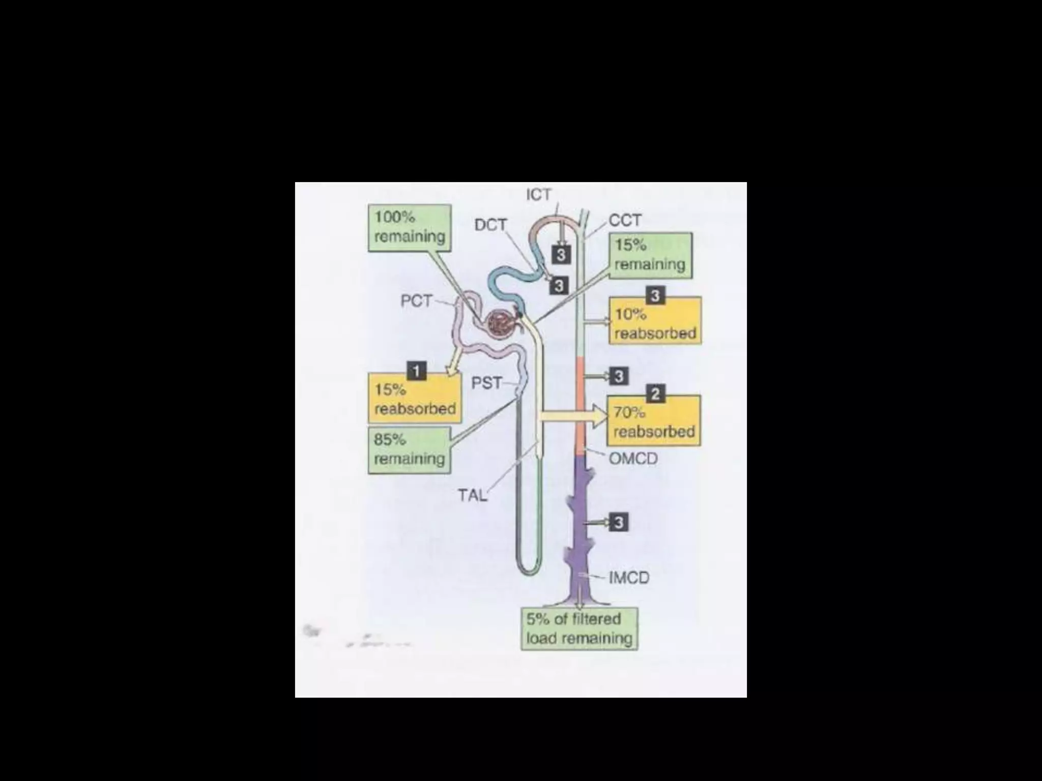 Proximal renal tubule physiology | PPTX