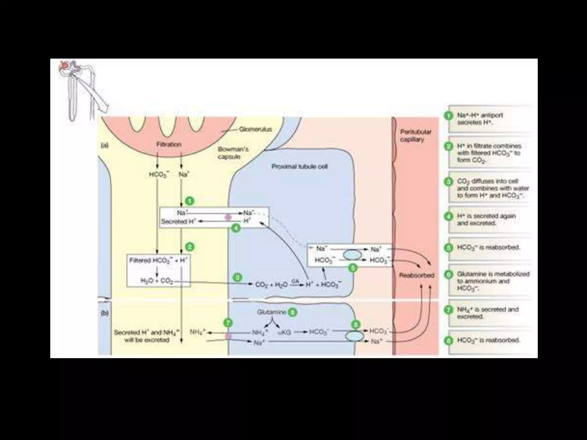 Proximal renal tubule physiology | PPTX