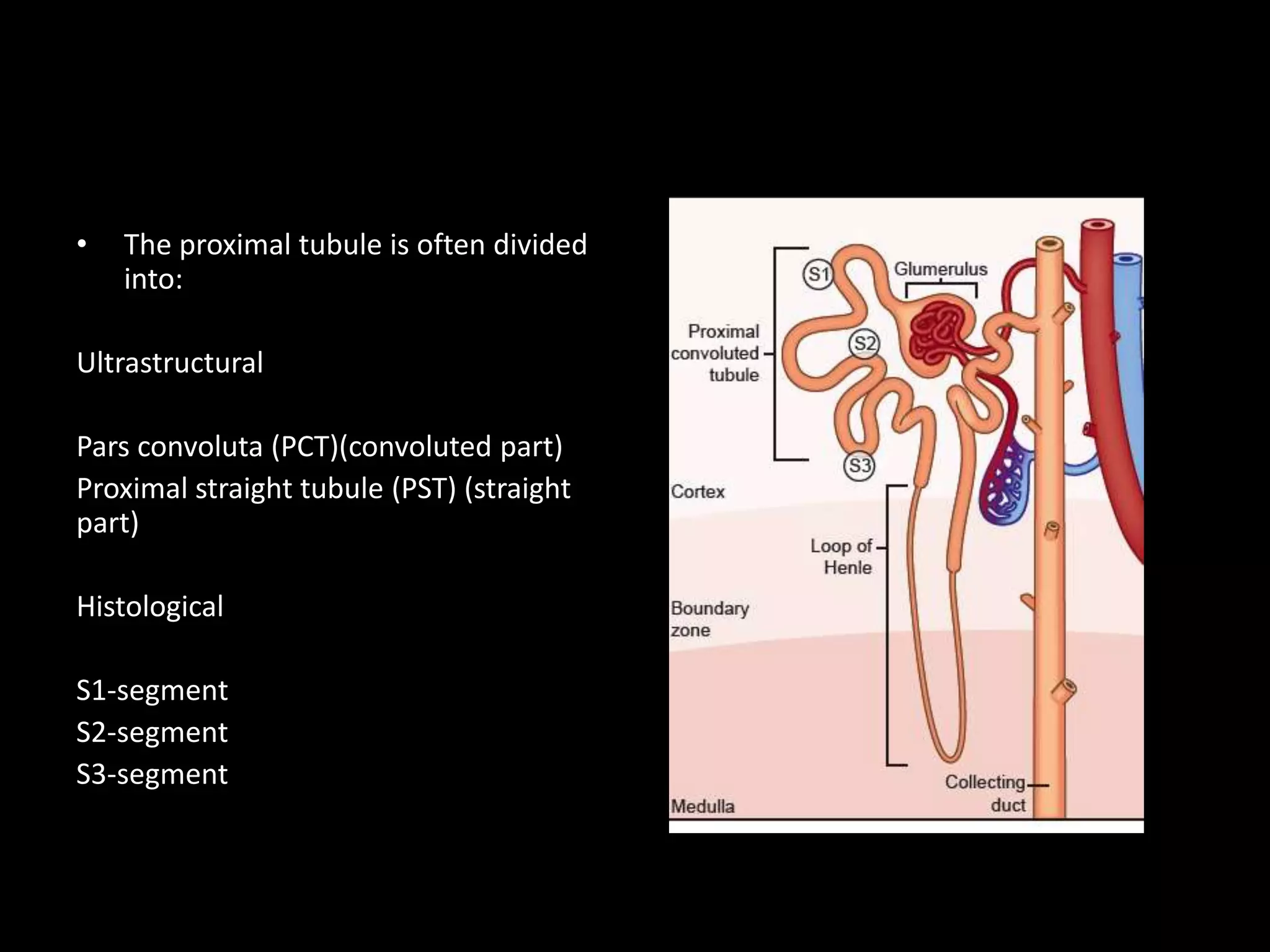 Proximal renal tubule physiology | PPTX