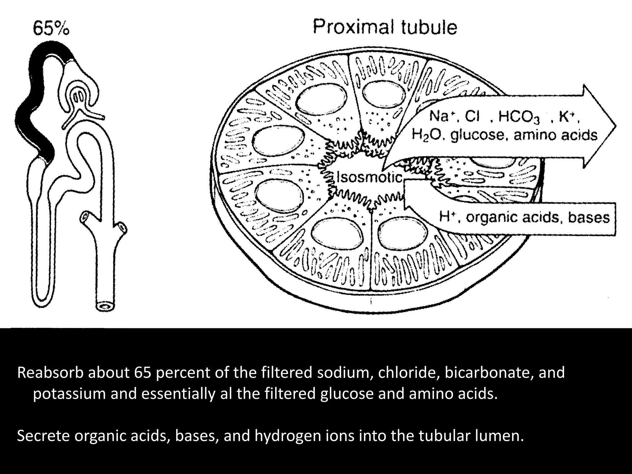 Proximal renal tubule physiology | PPTX