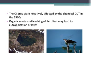 Proximate Causes of Biodiversity Loss | PPTX