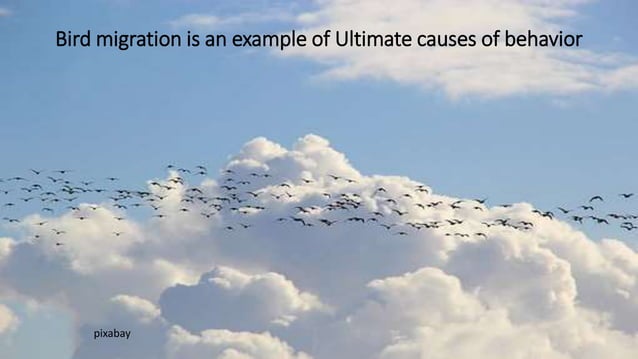 Proximate vs ultimate causes of animal behavior | PPTX | Genetics | Science