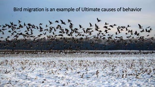 Proximate vs ultimate causes of animal behavior | PPTX