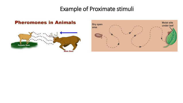 Proximate vs ultimate causes of animal behavior | PPT