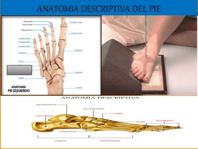Proyeccion ap, lateral y oblicua del pie