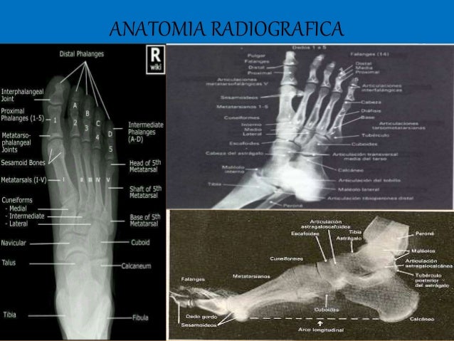 Proyeccion ap, lateral y oblicua del pie
