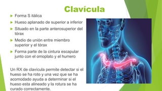 Proyecciones de la clavícula | PPTX