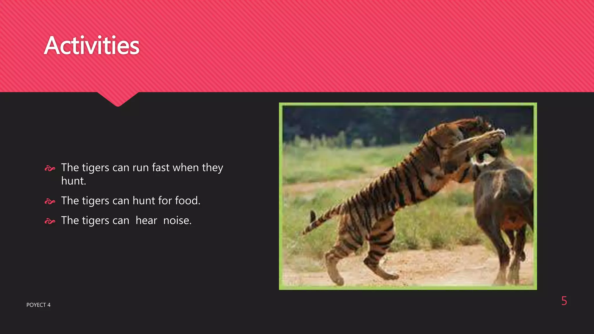 The Panther Tiger | PPTX