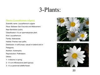 Animals and plants | PPT