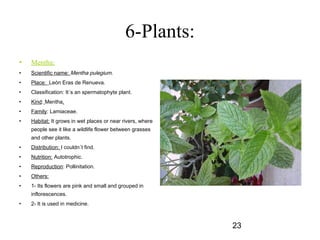 Animals and plants | PPT