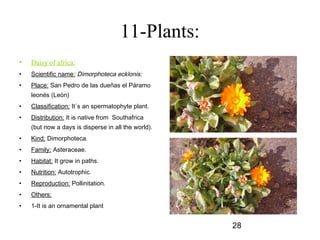 Animals and plants | PPT