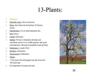 Animals and plants | PPT