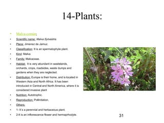 Animals and plants | PPT