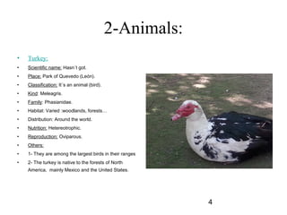 Animals and plants | PPT