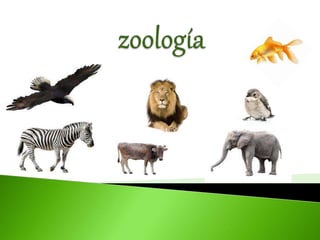 zoología | PPTX
