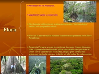 La Selva Amazónica y su destrucción | PPTX